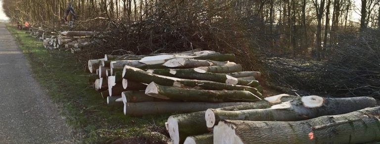 Bomen rooien in de tuin of openbare ruimte - De Boomverzorging