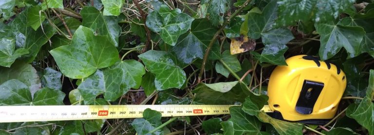 Hoever moet een boom van de erfgrens afstaan? - De Boomverzorging