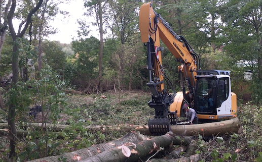 Bomen rooien in de tuin of openbare ruimte - De Boomverzorging